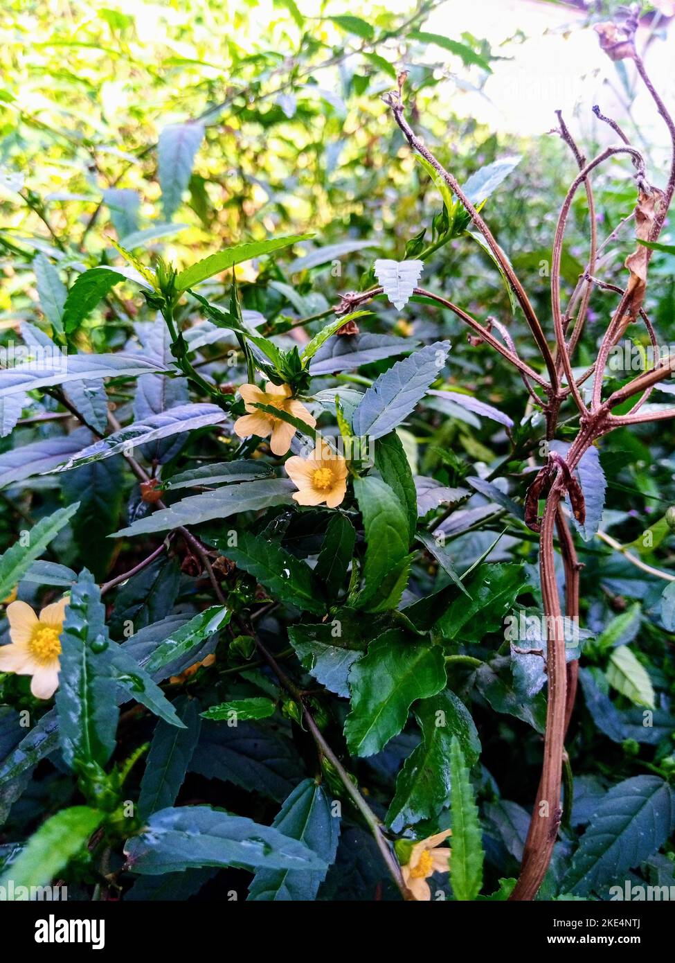 Wireweed hi-res stock photography and images - Alamy