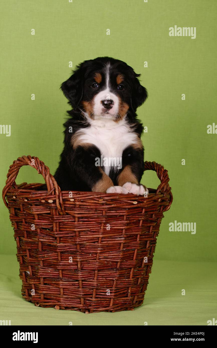 Bernese mountain dog paw hi-res stock photography and images - Alamy