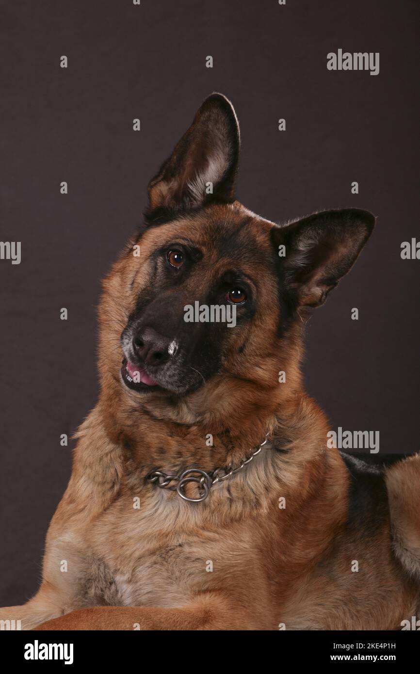 German shepherd head tilt hi-res stock photography and images - Alamy