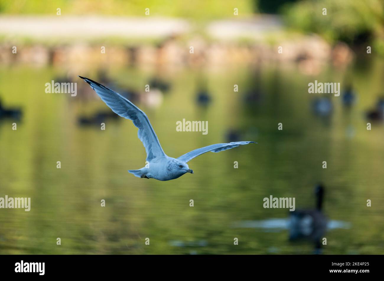 A fantastic shot of a flying seagull a seabird of the Laridae family ...
