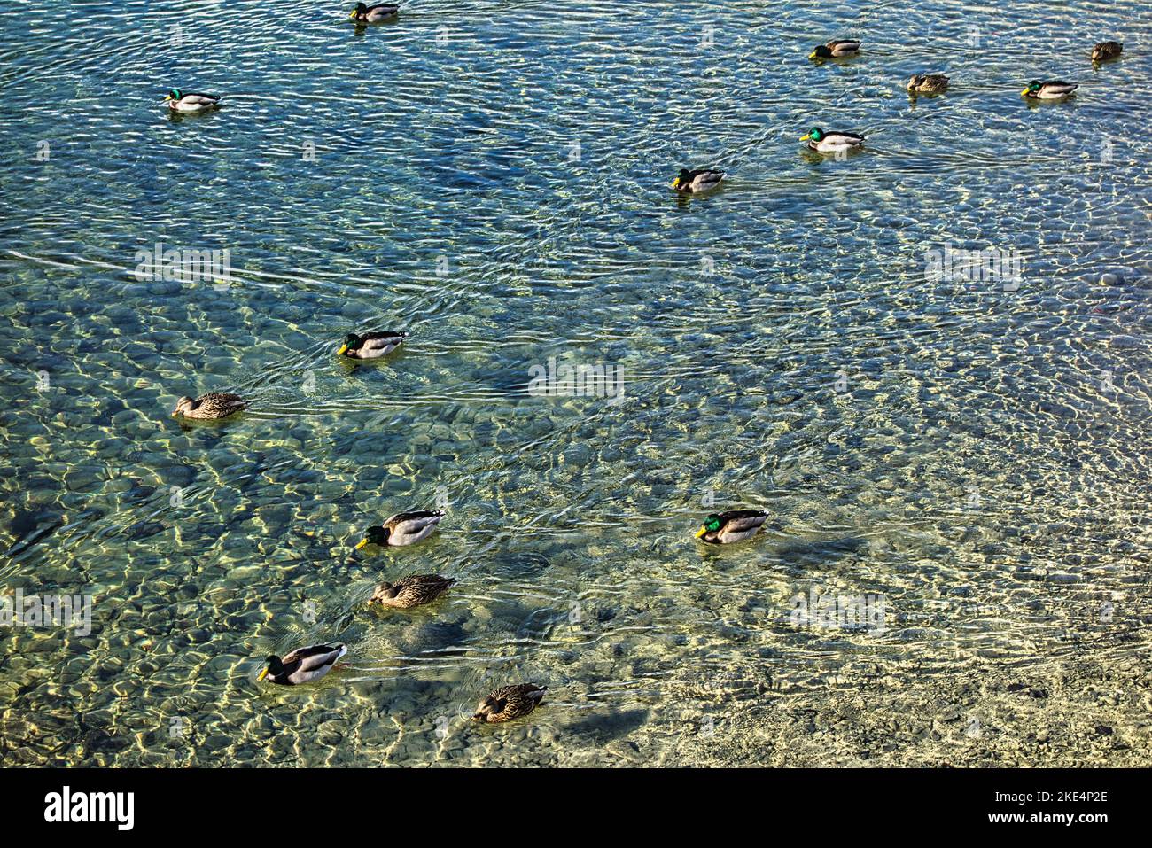 An aerial shot of pure lake water with ducks on its surface Stock Photo ...