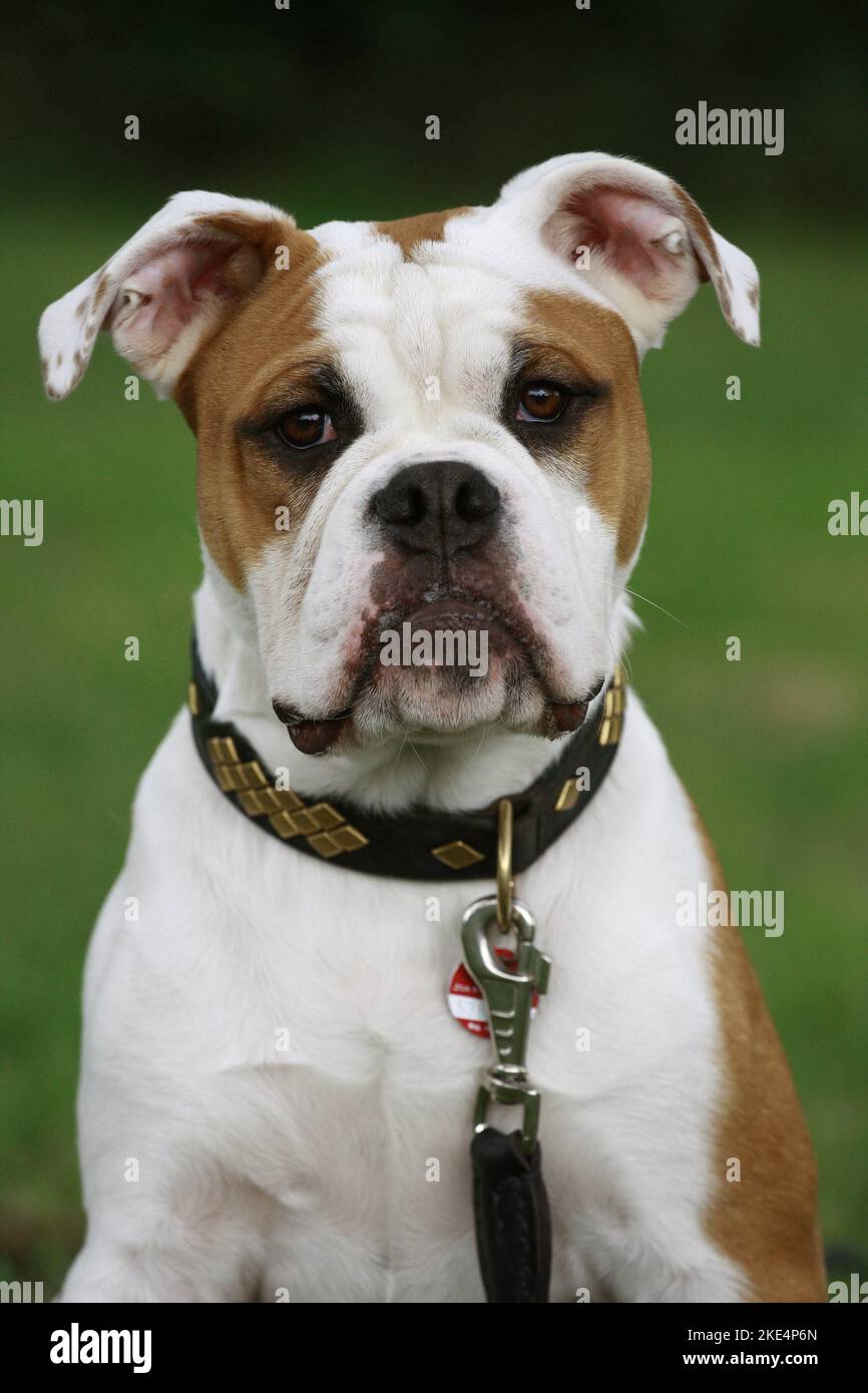 Continental Bulldog Portrait Stock Photo - Alamy