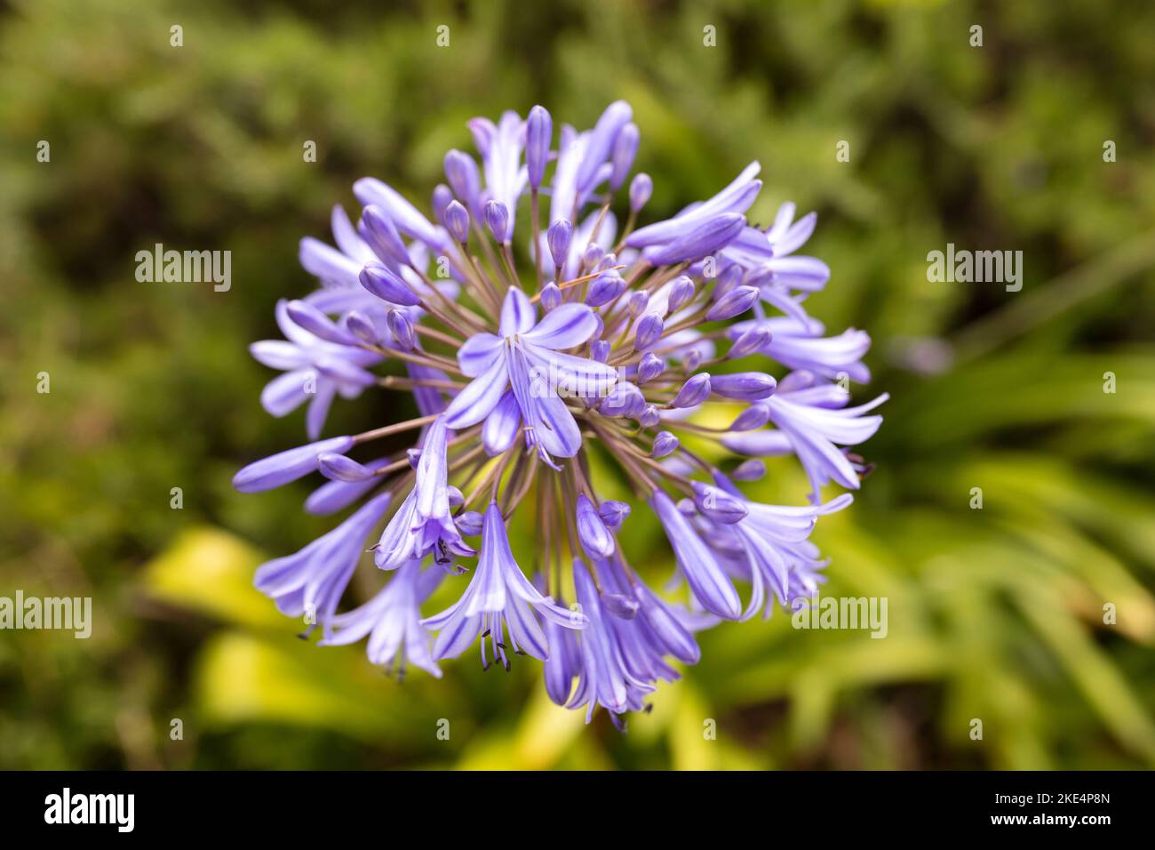 A closeup of an African lily against the blurred green background of ...