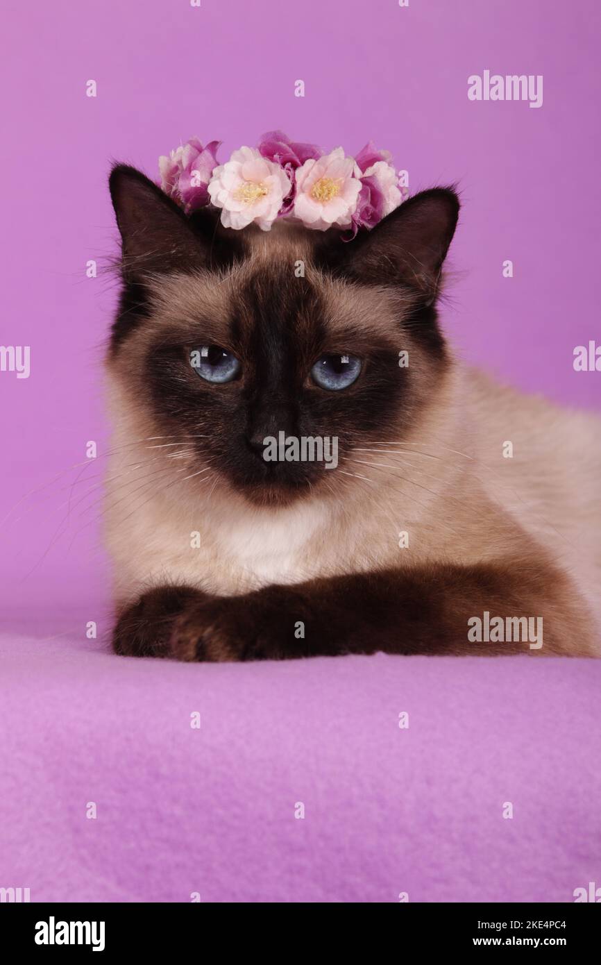 Sacred wreath hi-res stock photography and images - Alamy