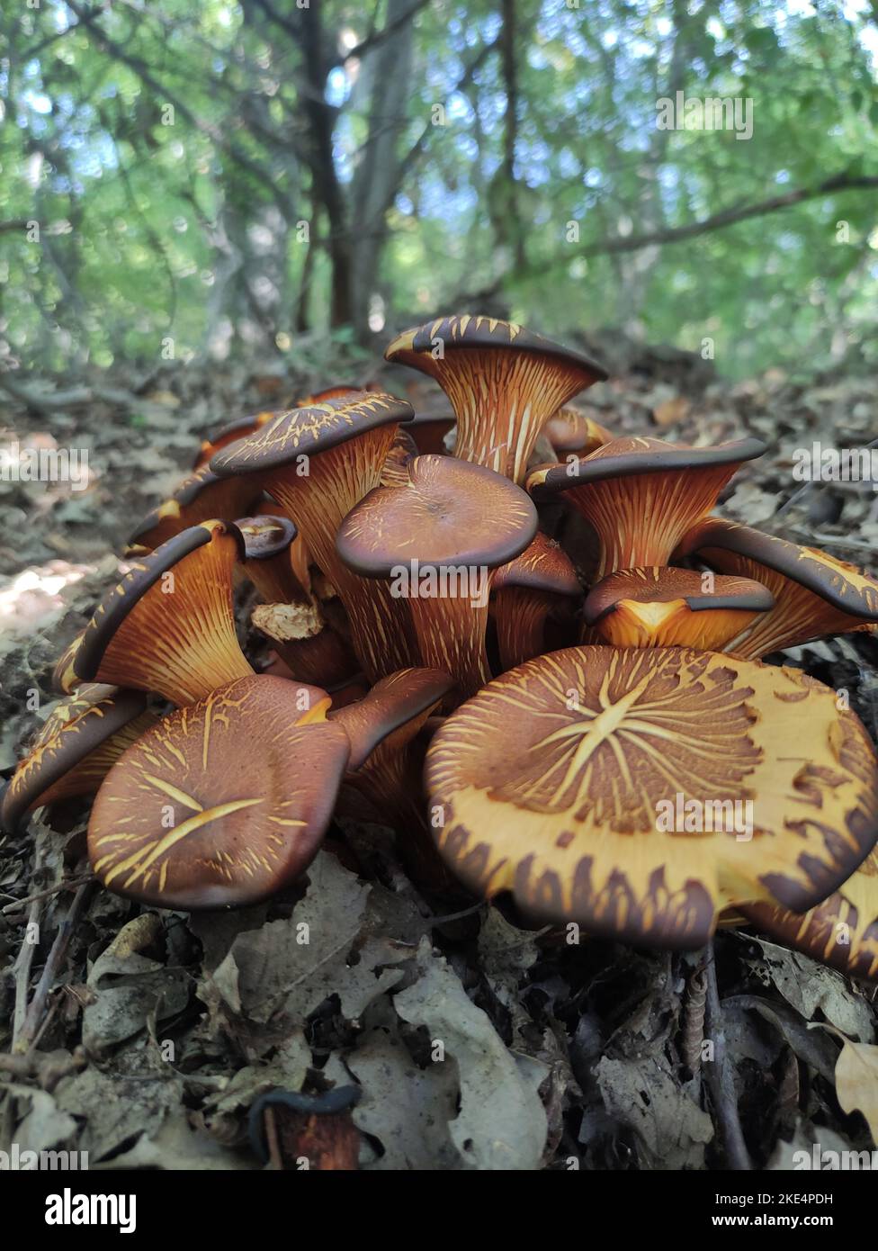 A vertical agaricus silvaticus pinewood mushroom growing in the forest ...