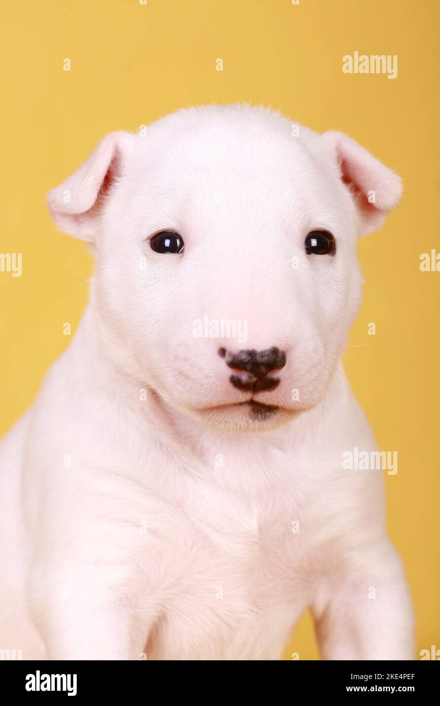 Miniature Bull Terrier Puppy Portrait Stock Photo - Alamy