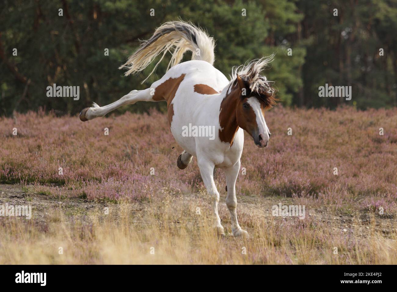 Baroque Pinto in summer Stock Photo - Alamy
