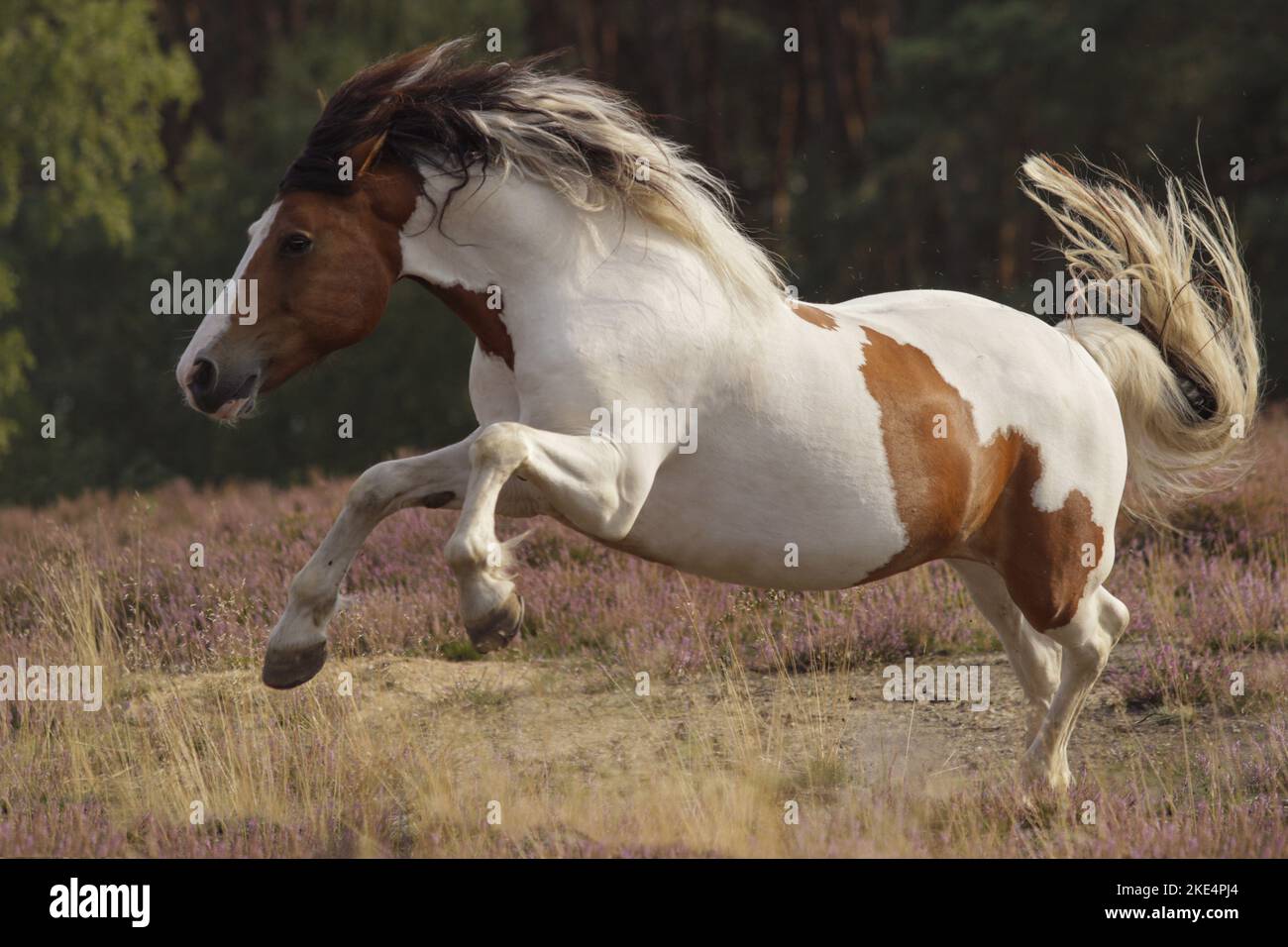 Baroque Pinto in summer Stock Photo - Alamy