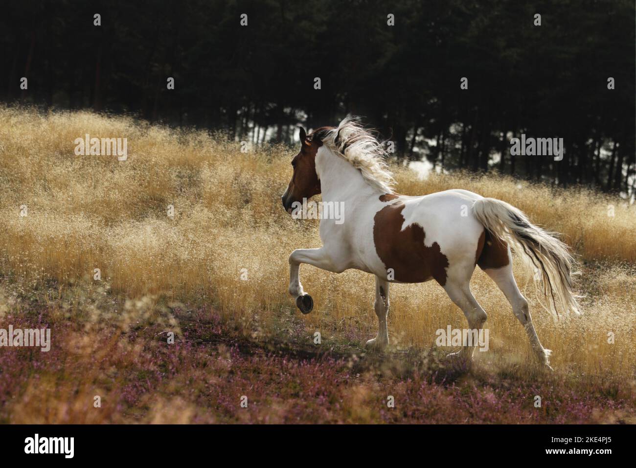 Baroque Pinto in summer Stock Photo - Alamy