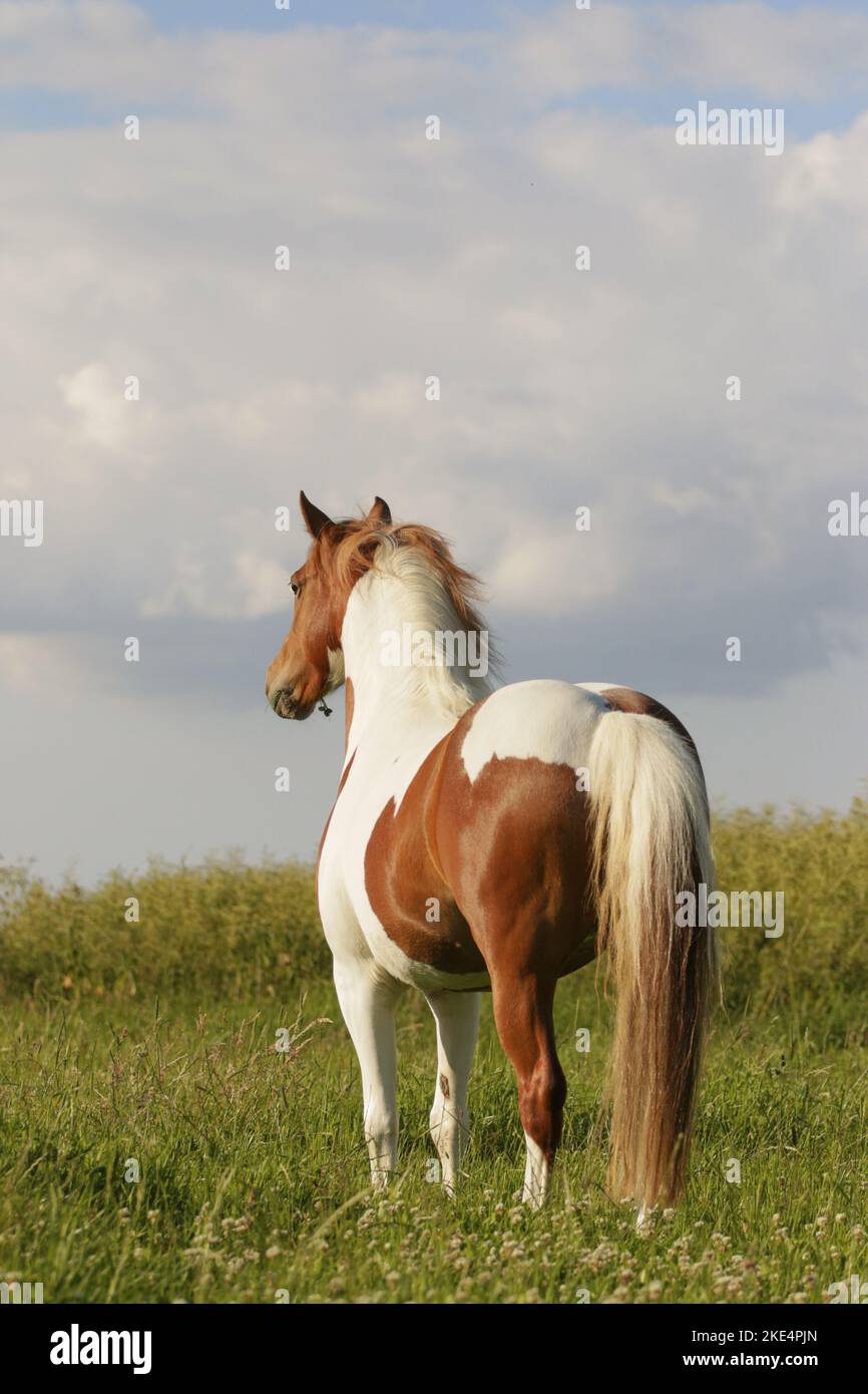 Pinto in summer Stock Photo - Alamy
