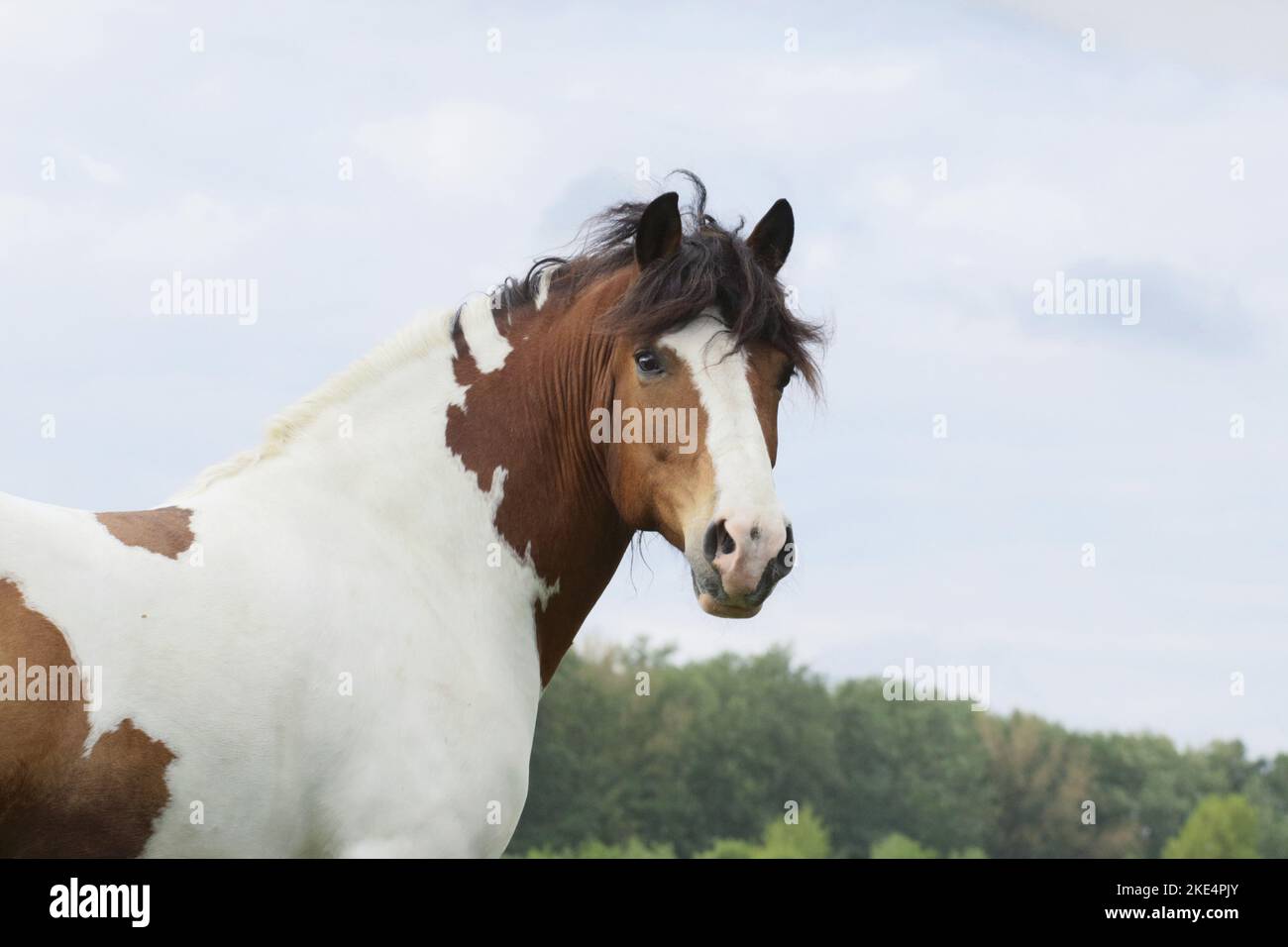 Baroque Pinto in summer Stock Photo - Alamy