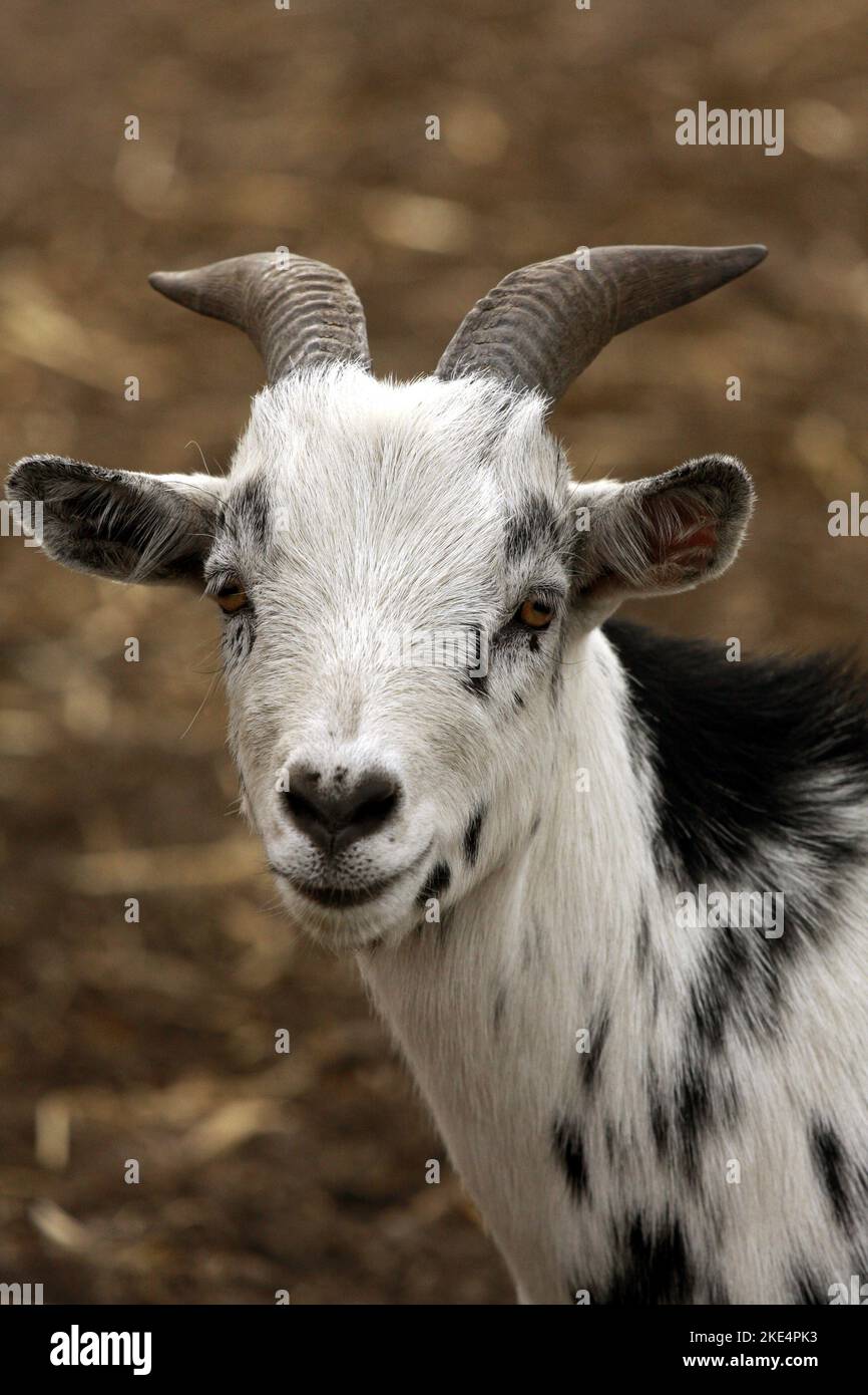 Domestic goat pygmy goat adult hi-res stock photography and images - Alamy