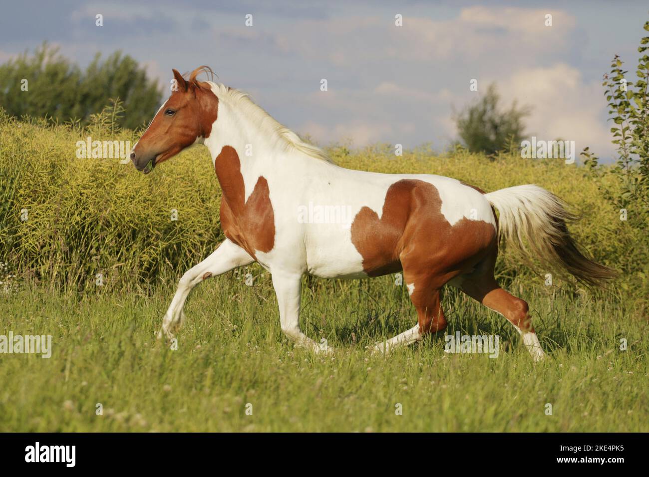 Pinto in summer hi-res stock photography and images - Alamy
