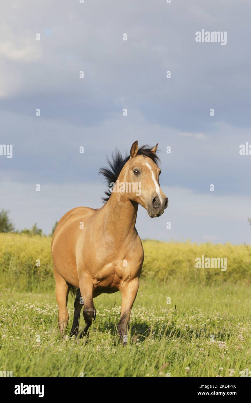 German Riding Pony in summer Stock Photo - Alamy