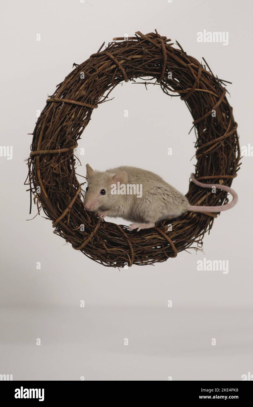 White mouse lateral view hi-res stock photography and images - Alamy