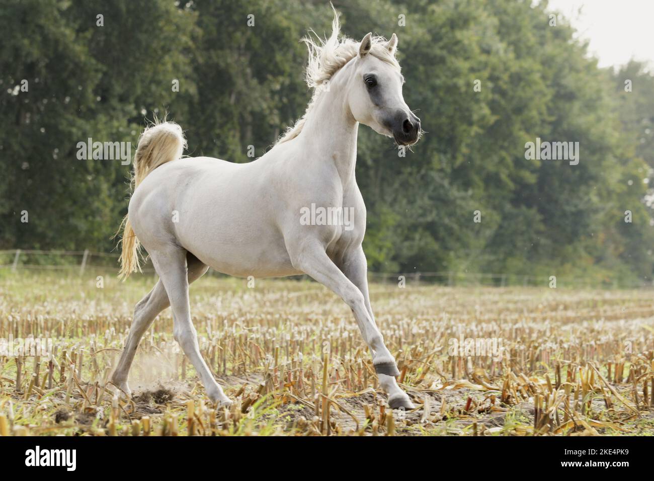 arabian horse mare Stock Photo - Alamy
