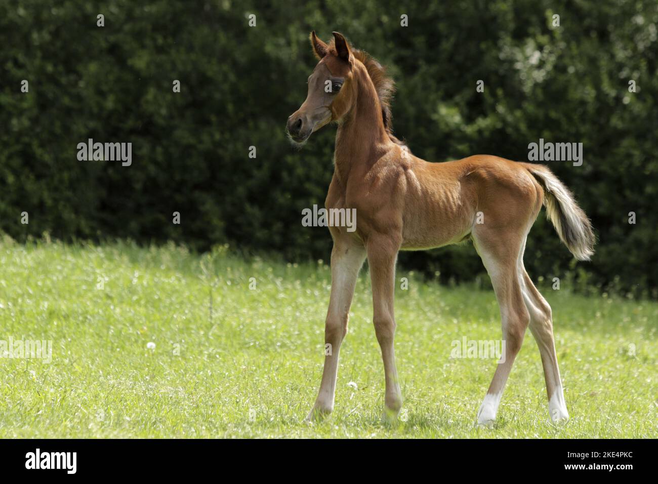 arabian horse foal Stock Photo - Alamy