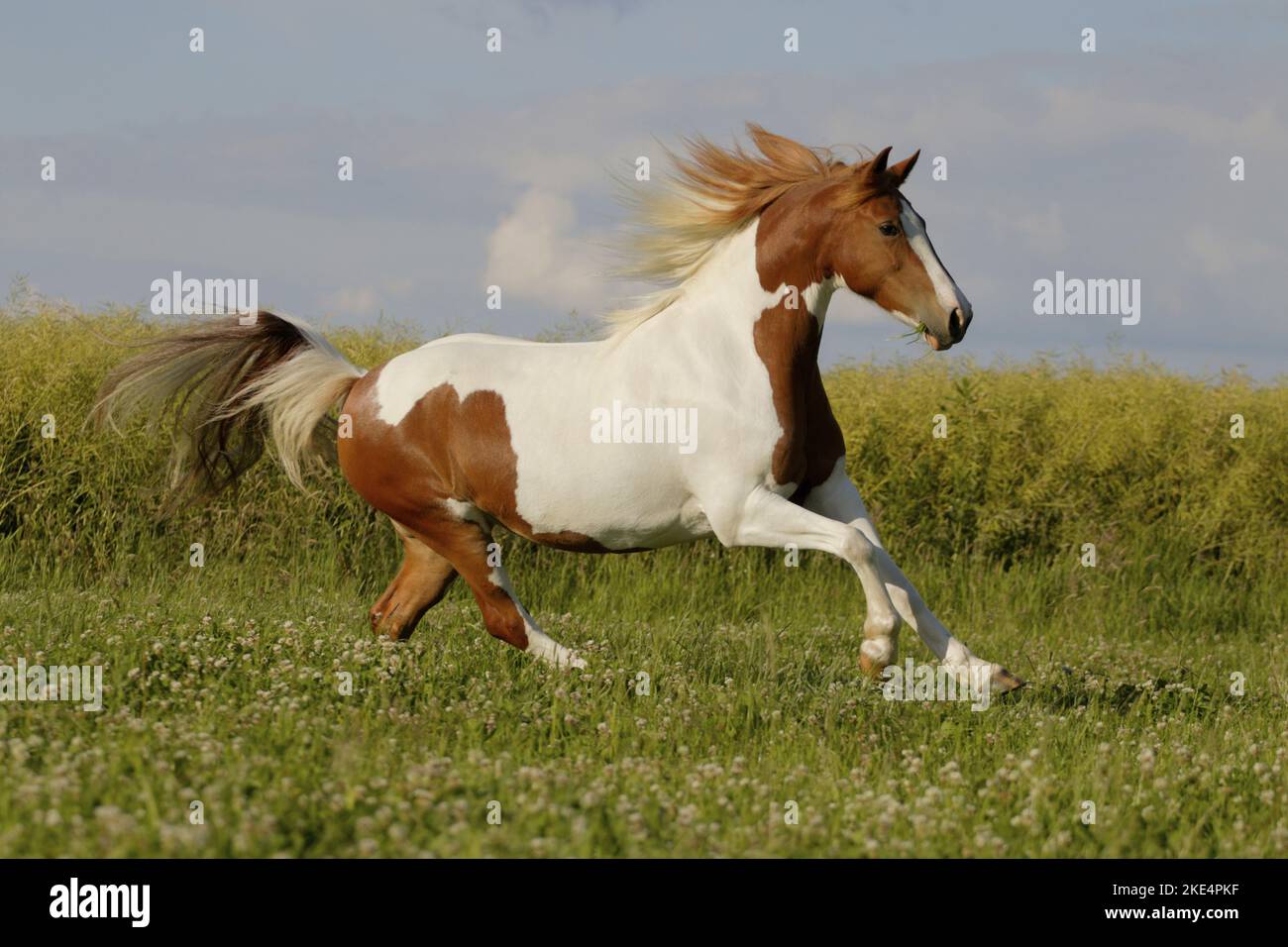Pinto in summer hi-res stock photography and images - Alamy