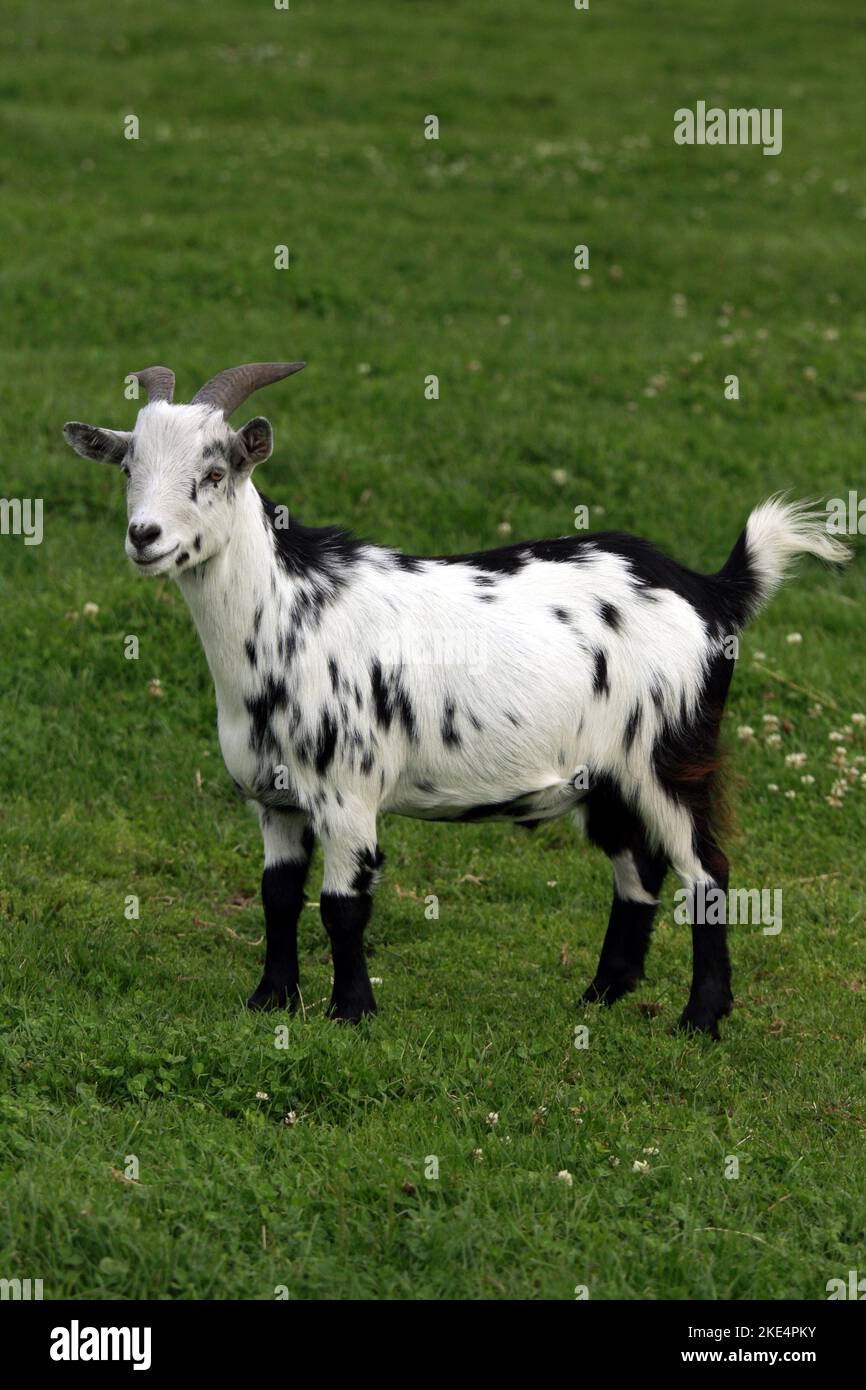 Domestic goat pygmy goat adult hi-res stock photography and images - Alamy