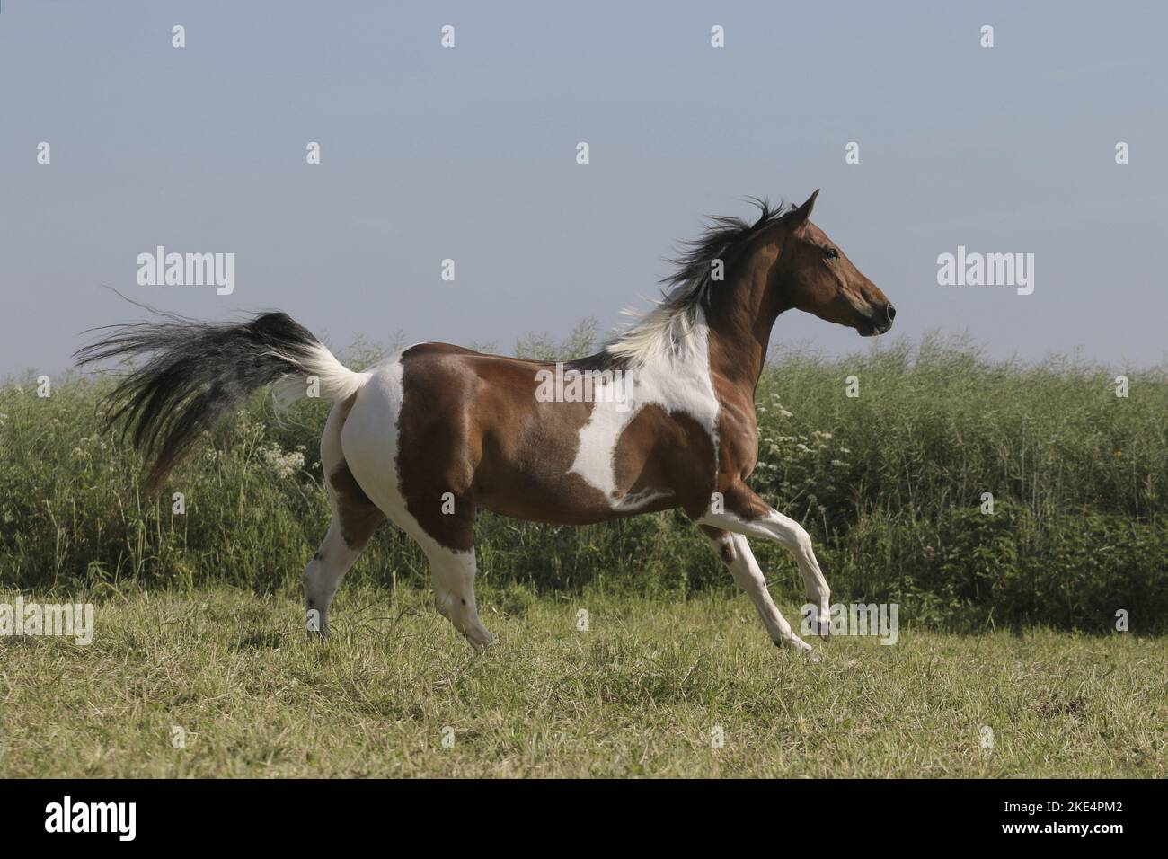 Horse Running Side View