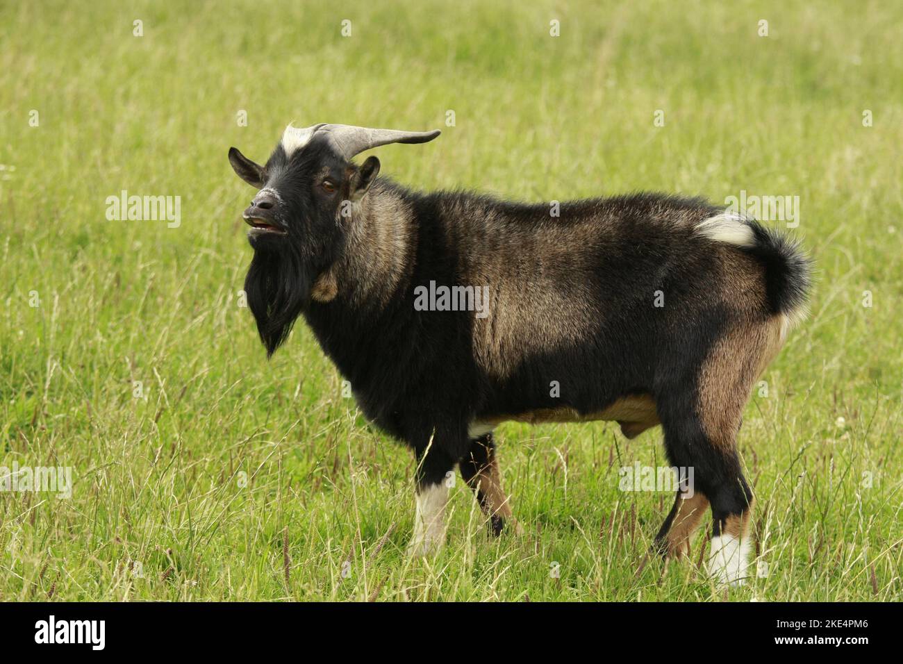 Domestic goat pygmy goat adult hi-res stock photography and images - Alamy