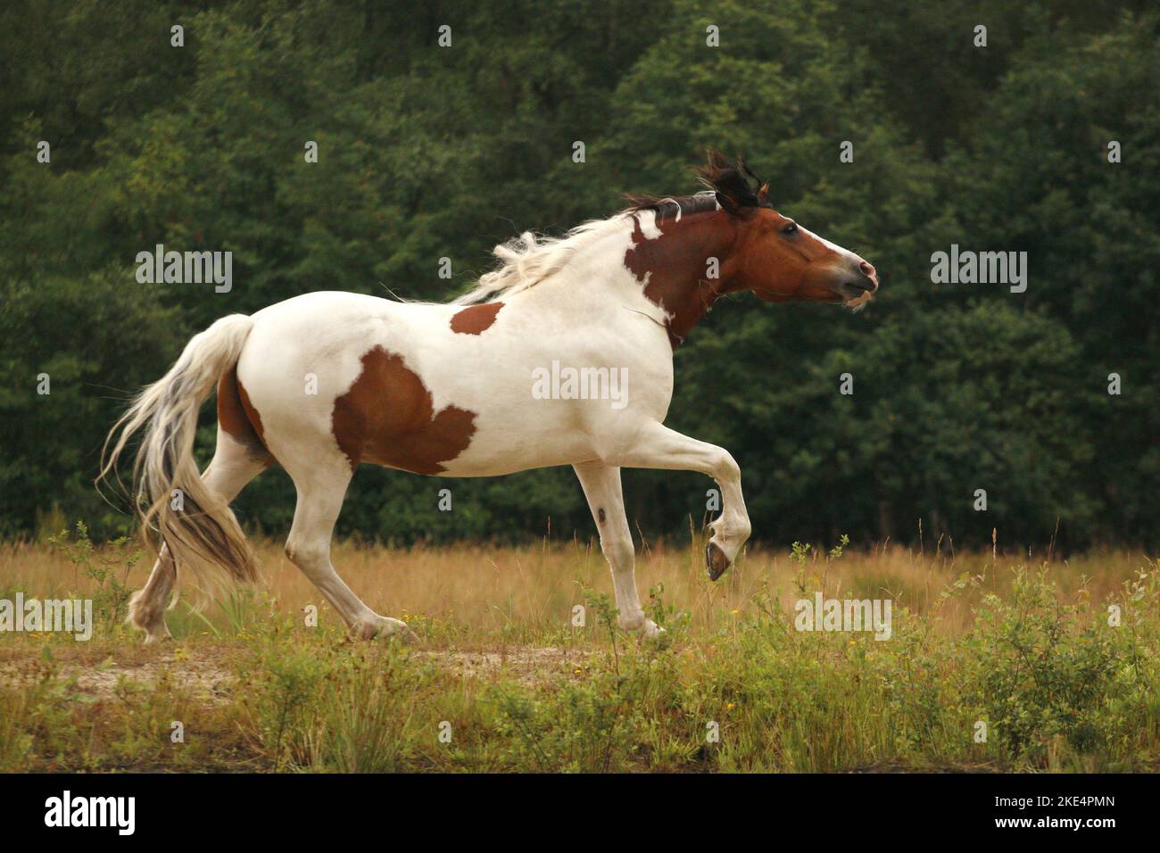 Pinto Horse Running