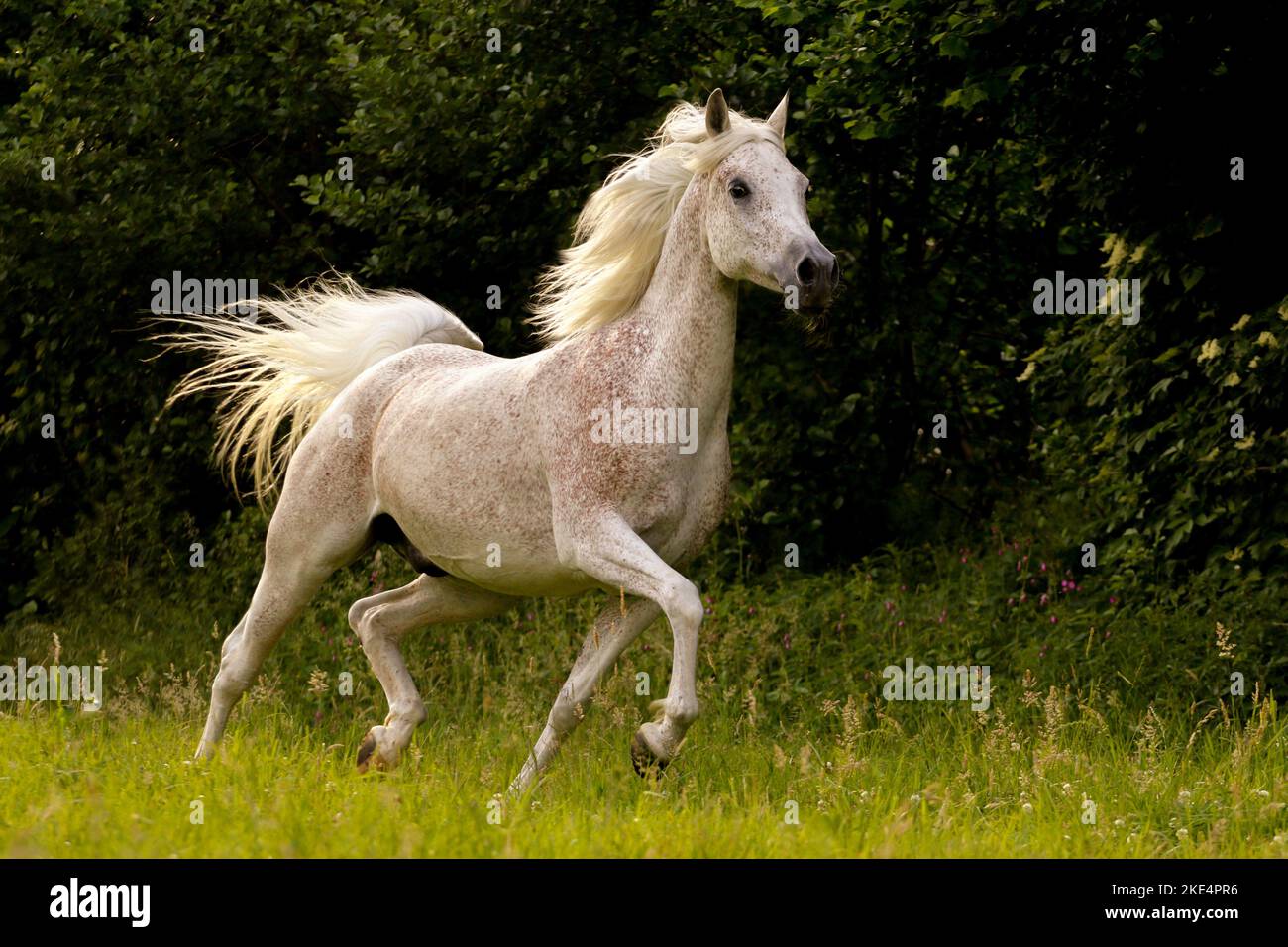 Arabian horse gray stallion trotting hi-res stock photography and ...
