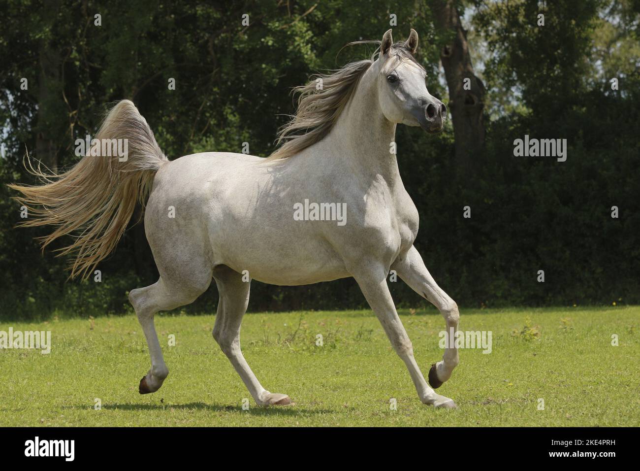 arabian horse mare Stock Photo - Alamy