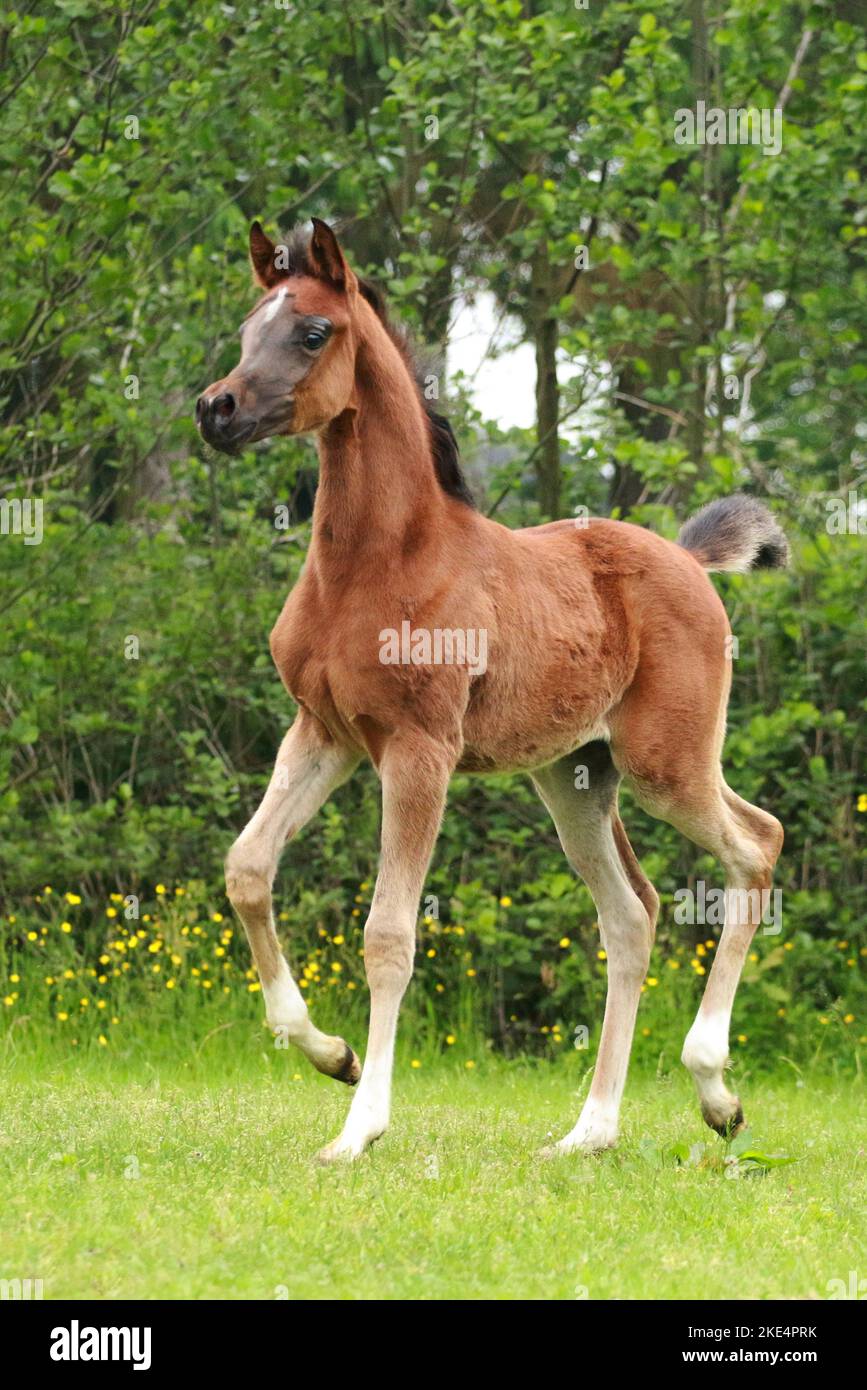 arabian horse foal Stock Photo - Alamy