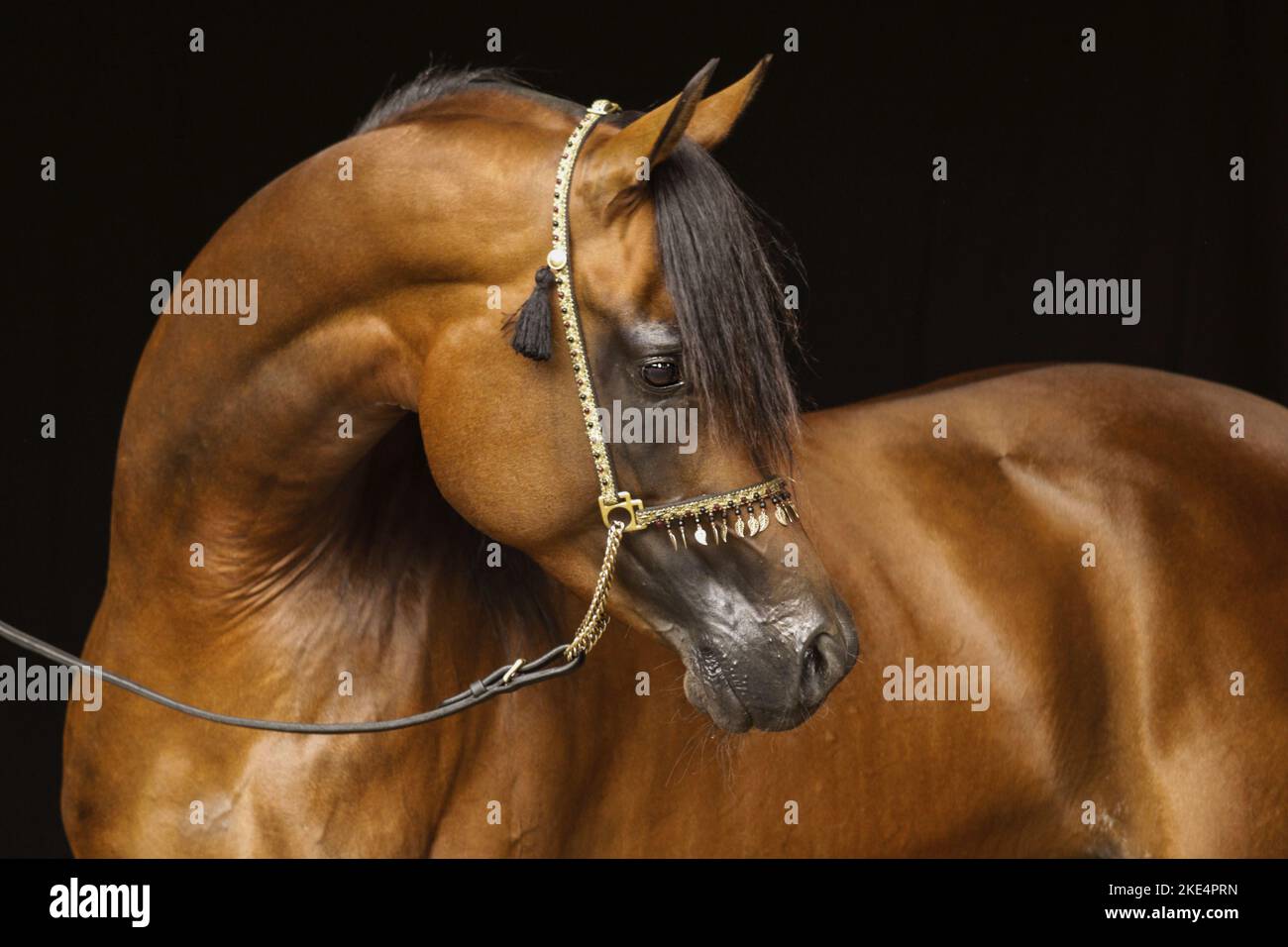 arabian horse stallion Stock Photo - Alamy