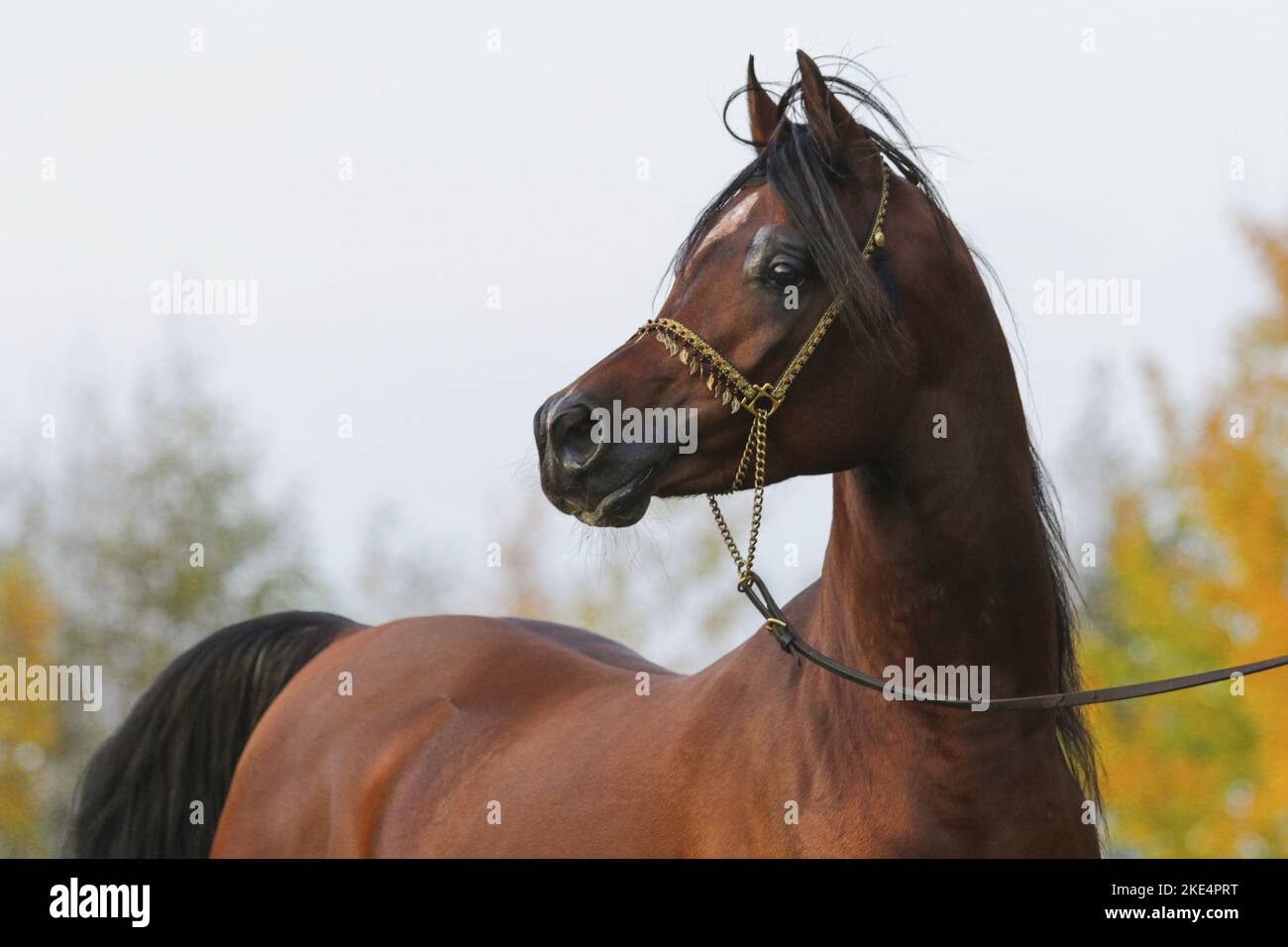 arabian horse stallion Stock Photo - Alamy