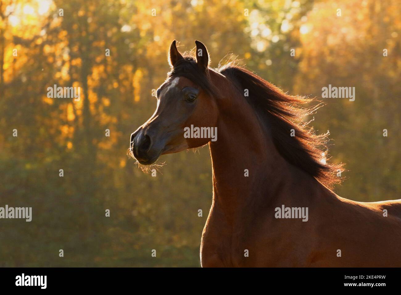 arabian horse stallion Stock Photo - Alamy