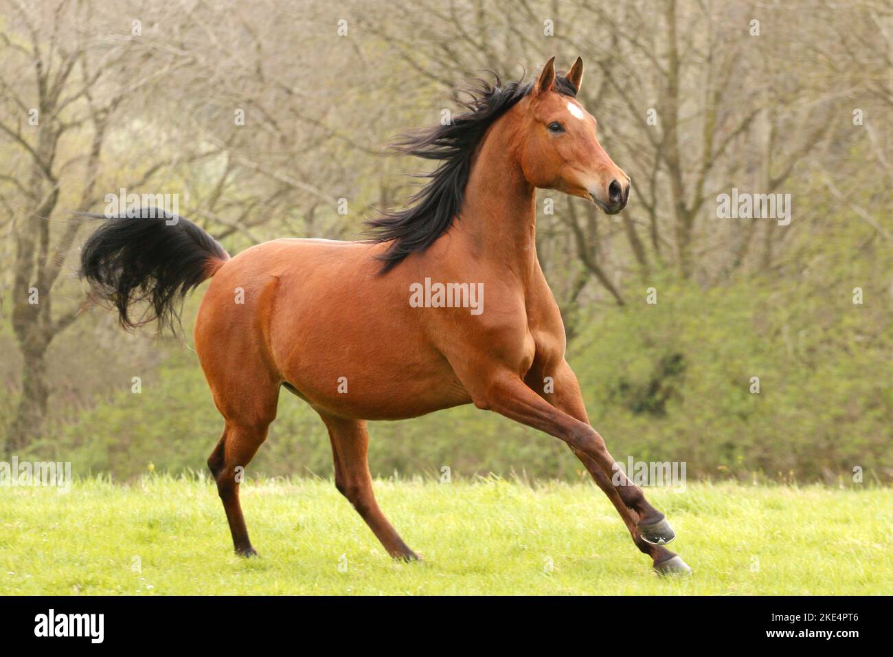 arabian horse mare Stock Photo - Alamy