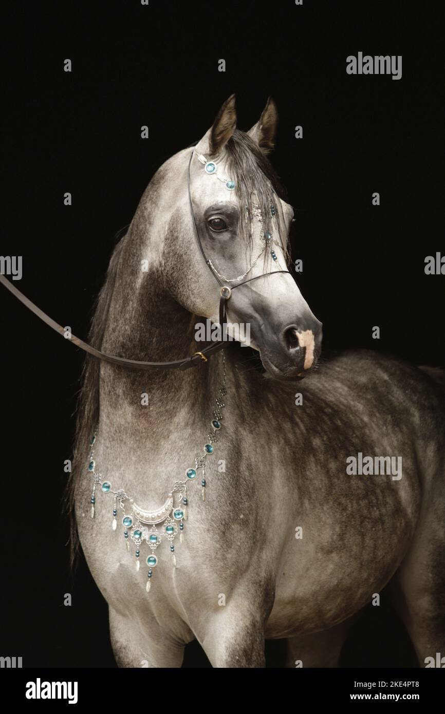 arabian horse stallion Stock Photo - Alamy