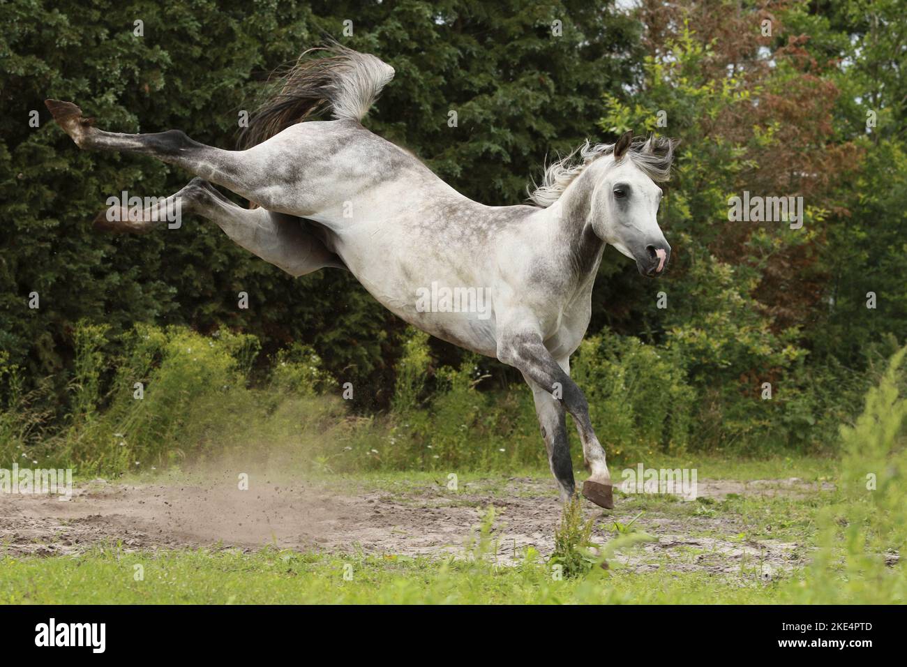 arabian horse stallion Stock Photo - Alamy