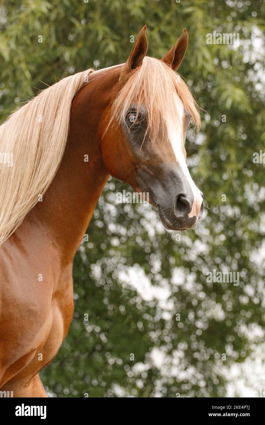 arabian horse stallion Stock Photo - Alamy