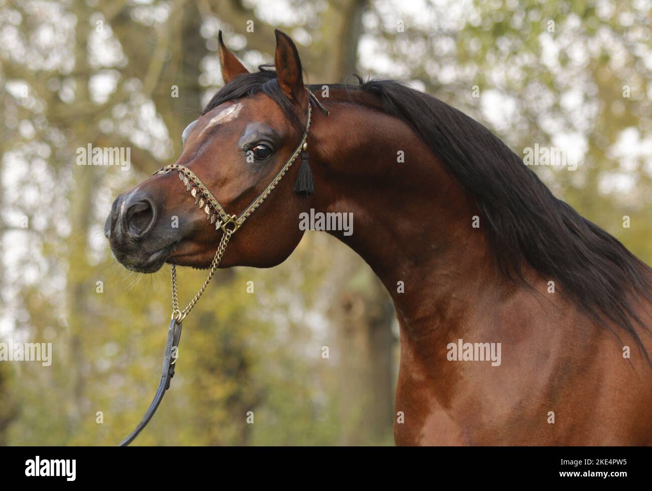 arabian horse stallion Stock Photo - Alamy