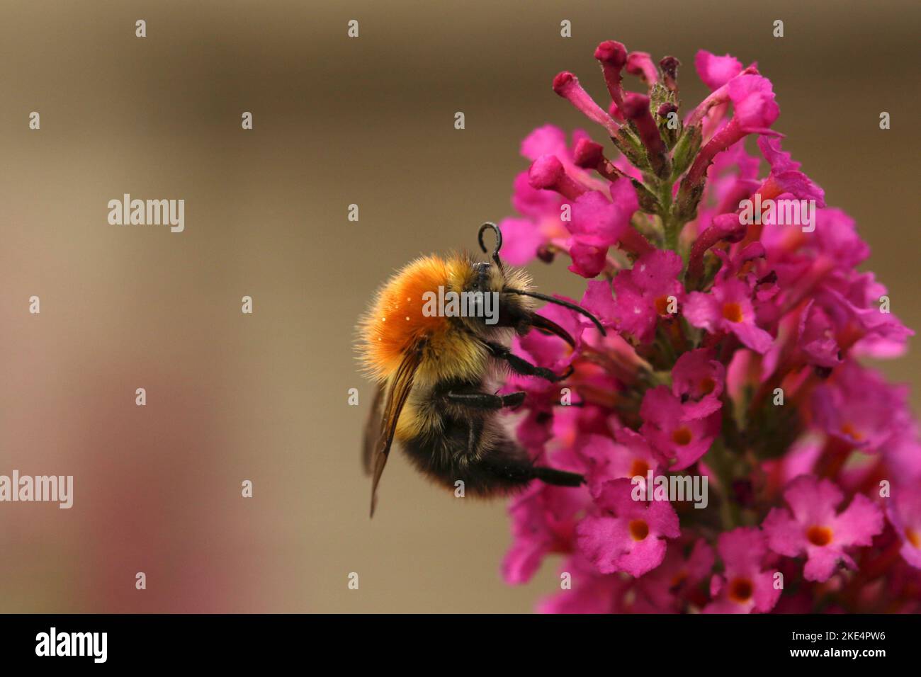 Bumblebee profile hi-res stock photography and images - Alamy