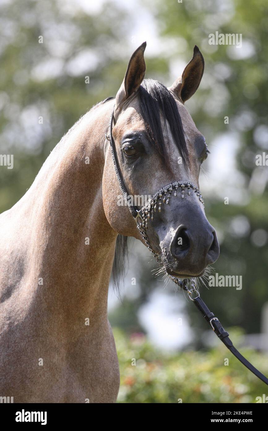 arabian horse stallion Stock Photo - Alamy