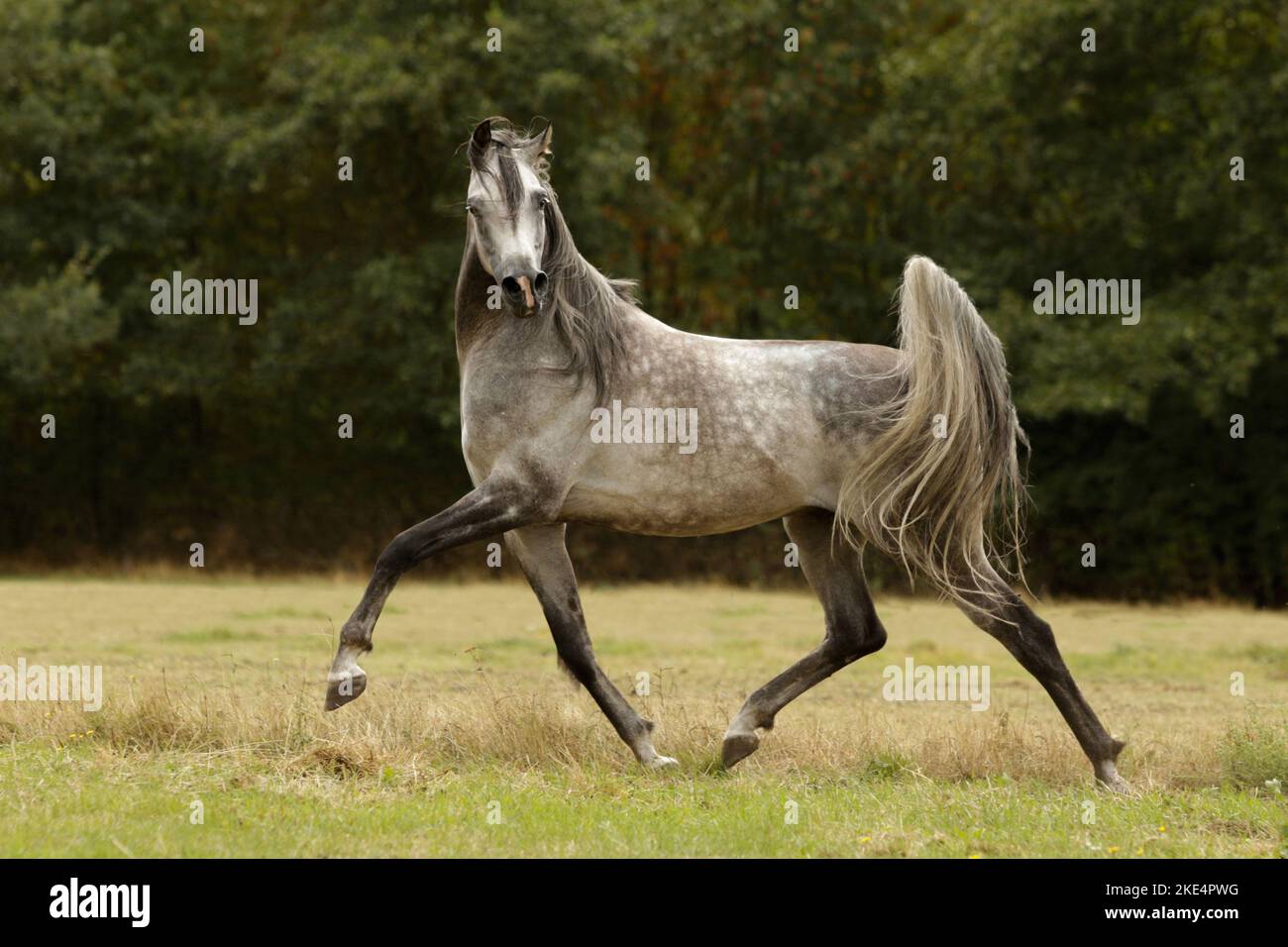 Arabian horse gray stallion trotting hi-res stock photography and ...