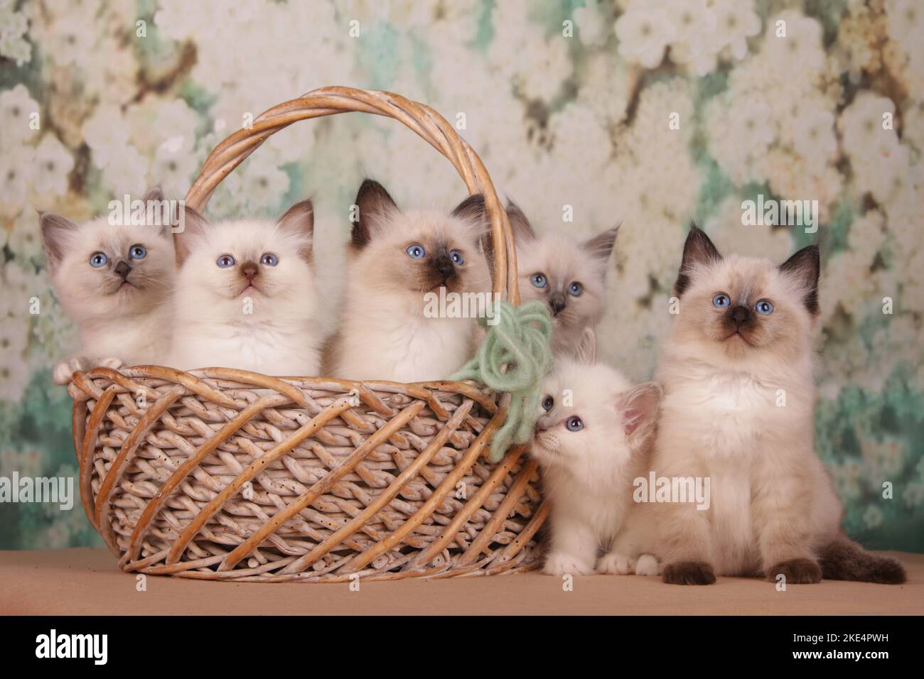 Sacred baskets hi-res stock photography and images - Alamy