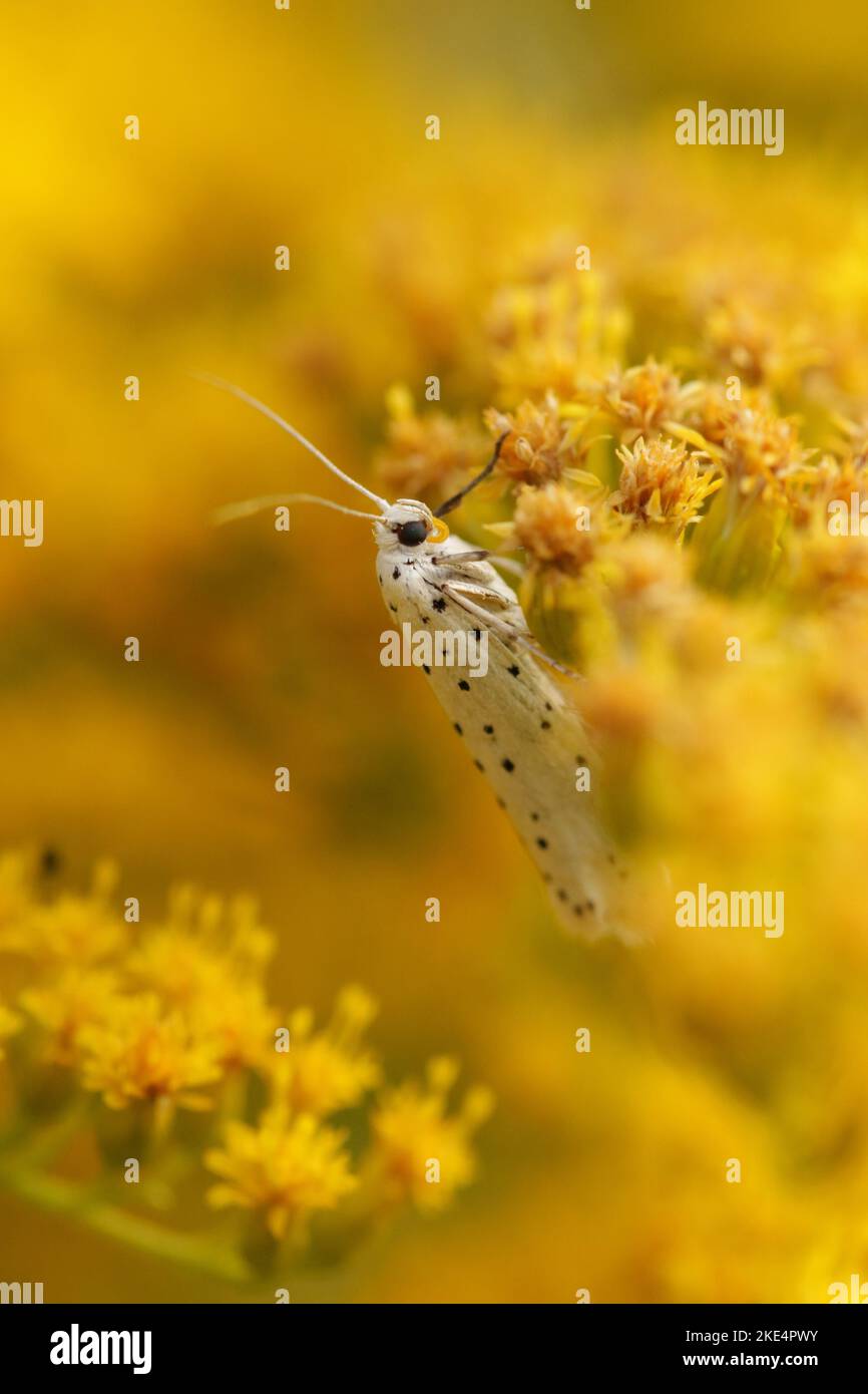 White ermine moth hi-res stock photography and images - Alamy