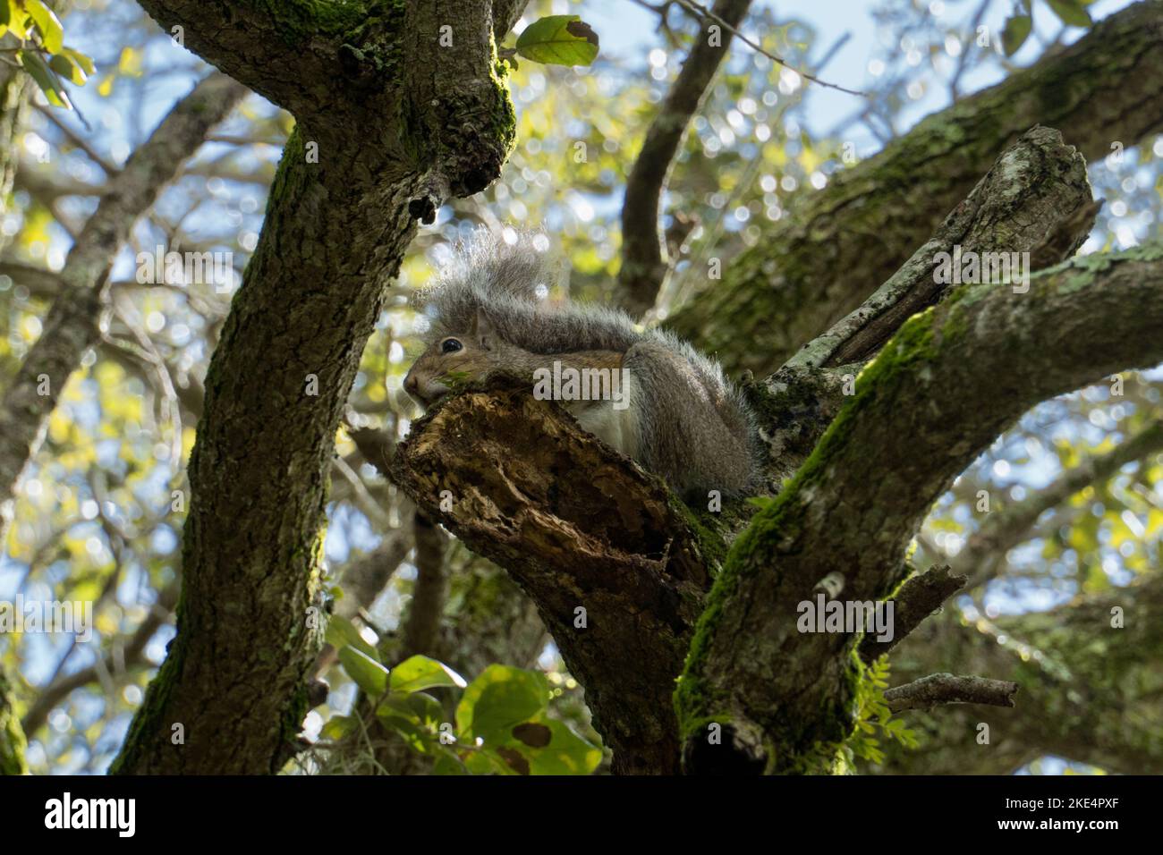 A low-angle closeup of a little eastern gray squirrel (Sciurus ...