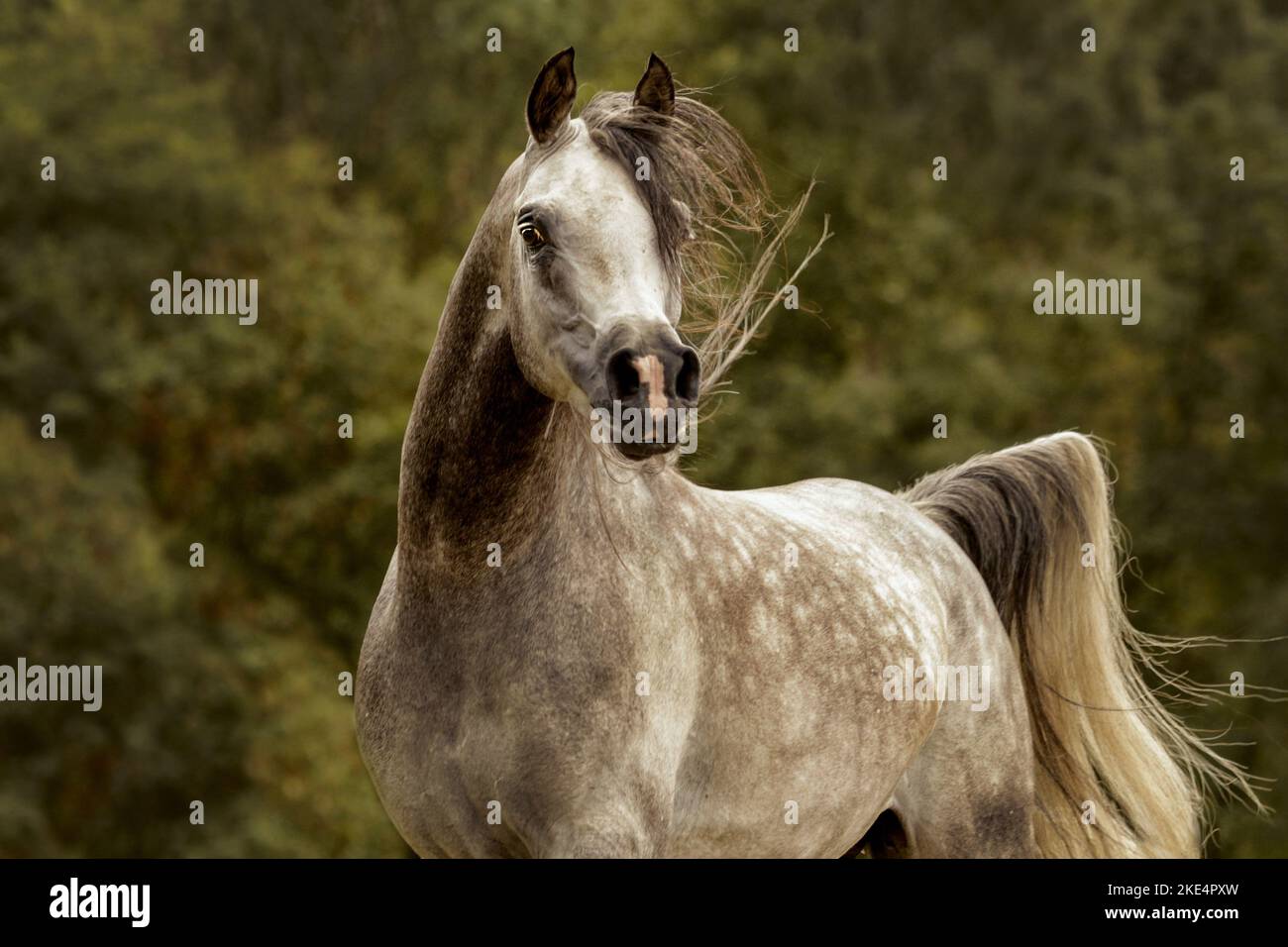 arabian horse stallion Stock Photo - Alamy