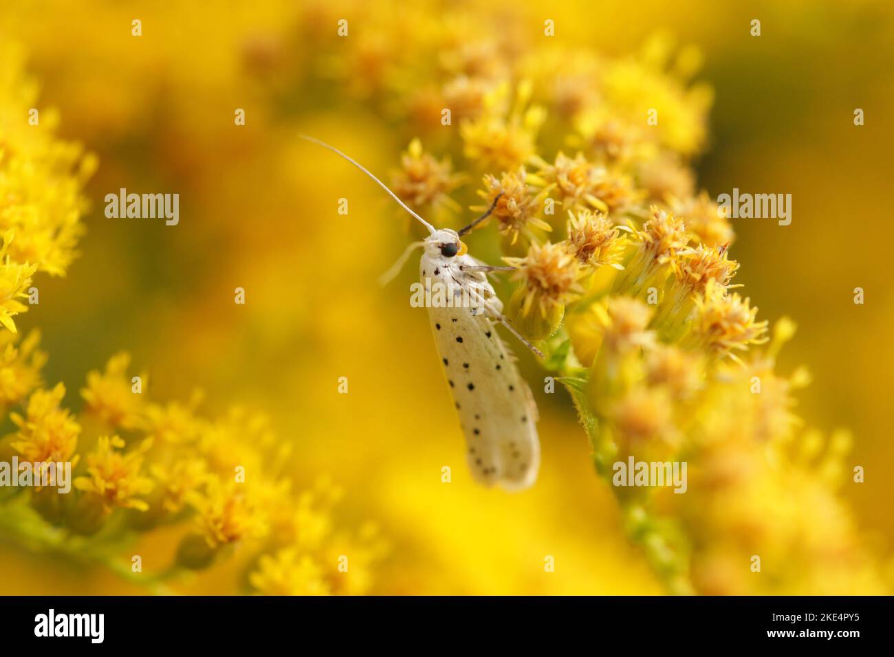 white ermine moth Stock Photo - Alamy