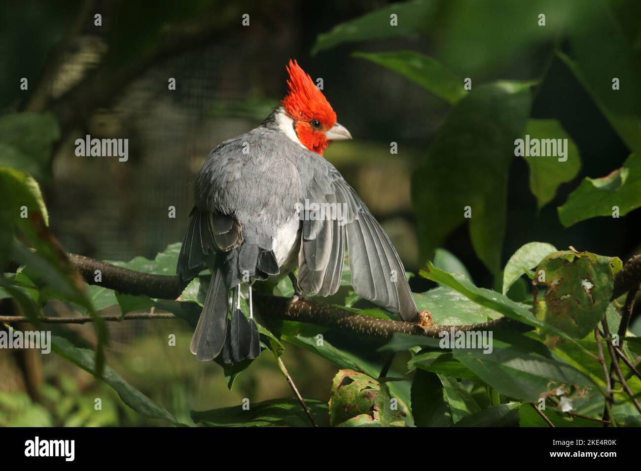 Brazilian cardinal hi-res stock photography and images - Alamy