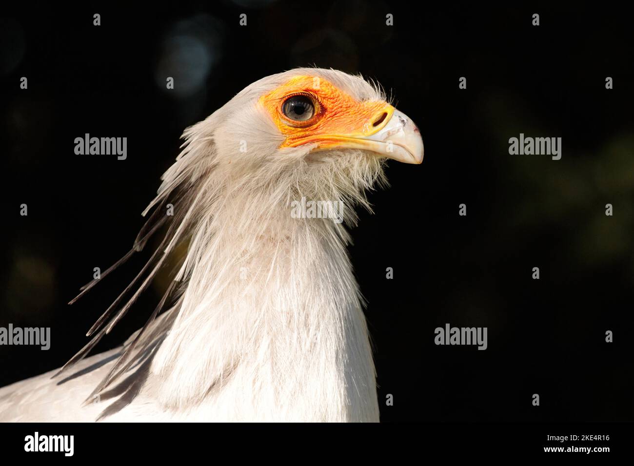 Secretarybirds hi-res stock photography and images - Alamy