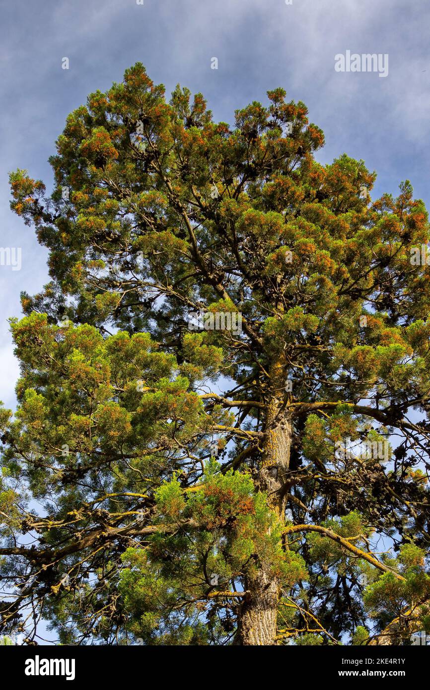 A vertical low angle of a big tree with yellow moss on its bark ...