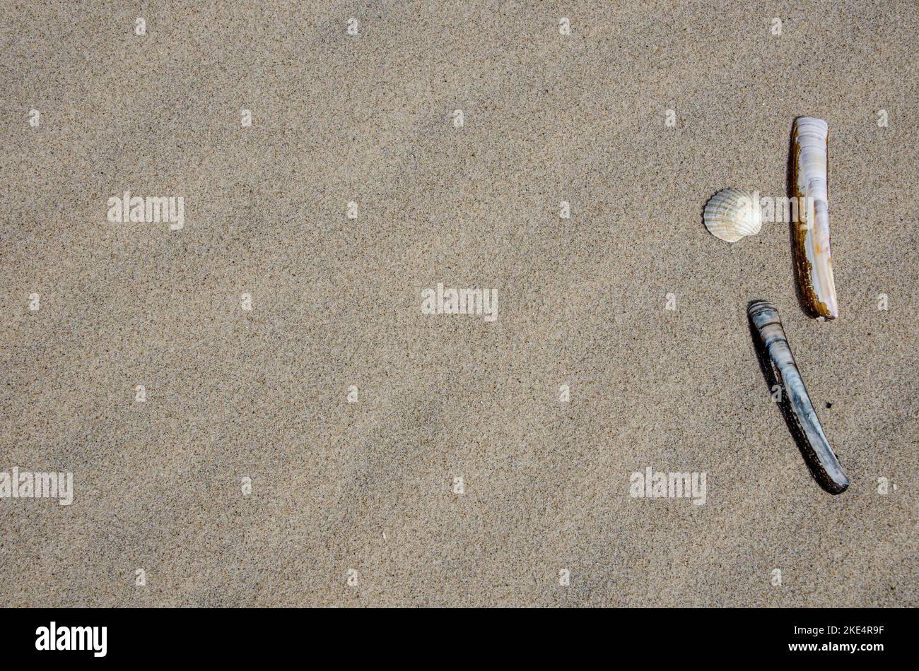 Sword shells hi-res stock photography and images - Alamy
