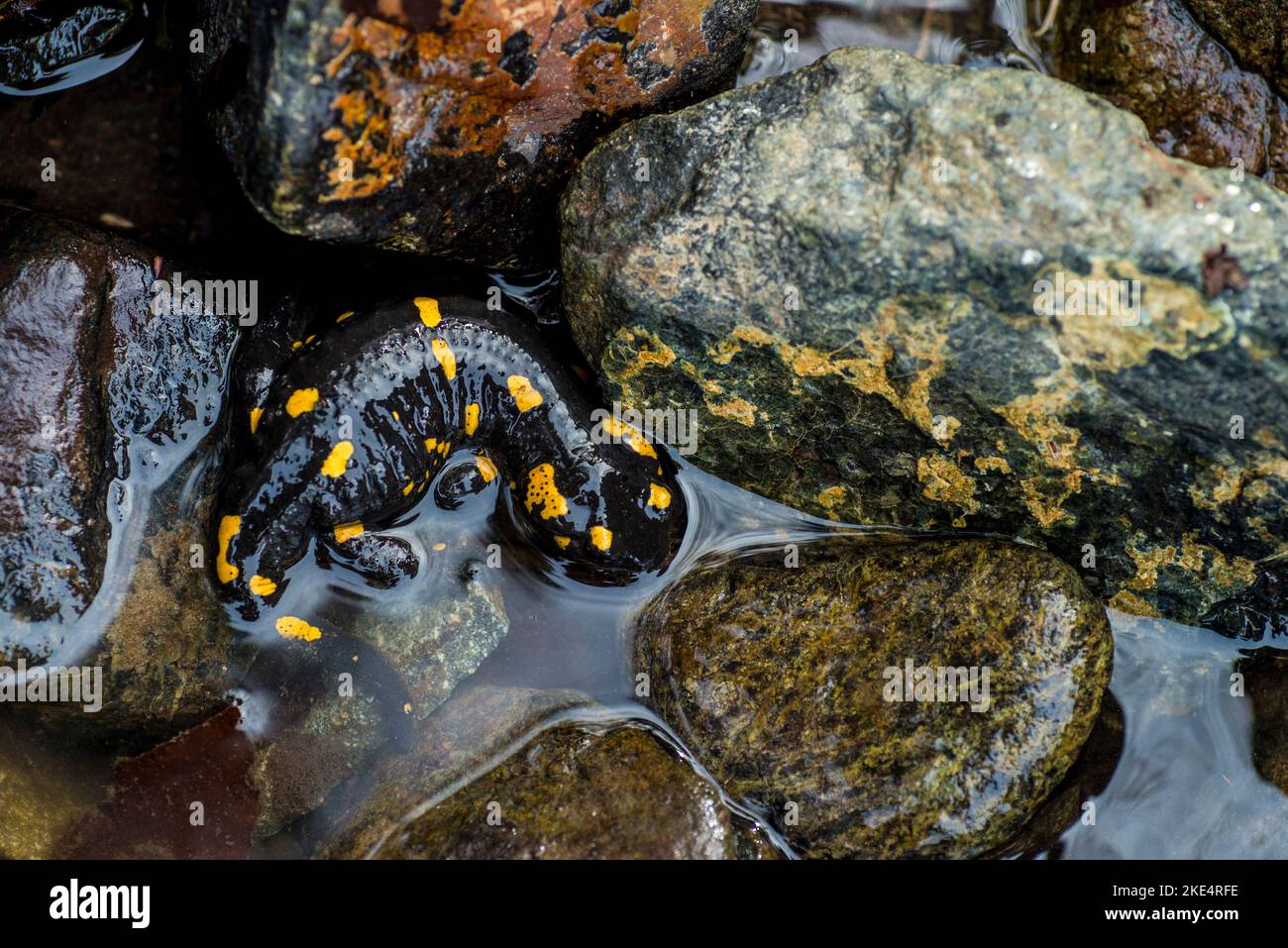 Fire salamander in the water Stock Photo - Alamy